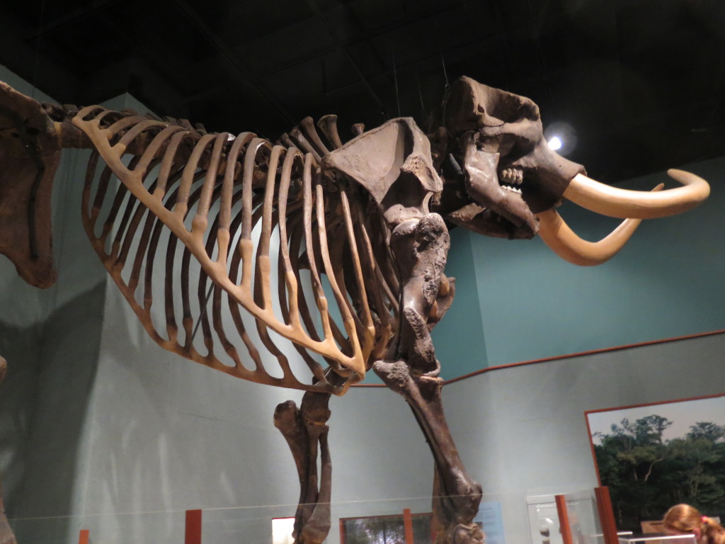 Florida History Museum in need of an update