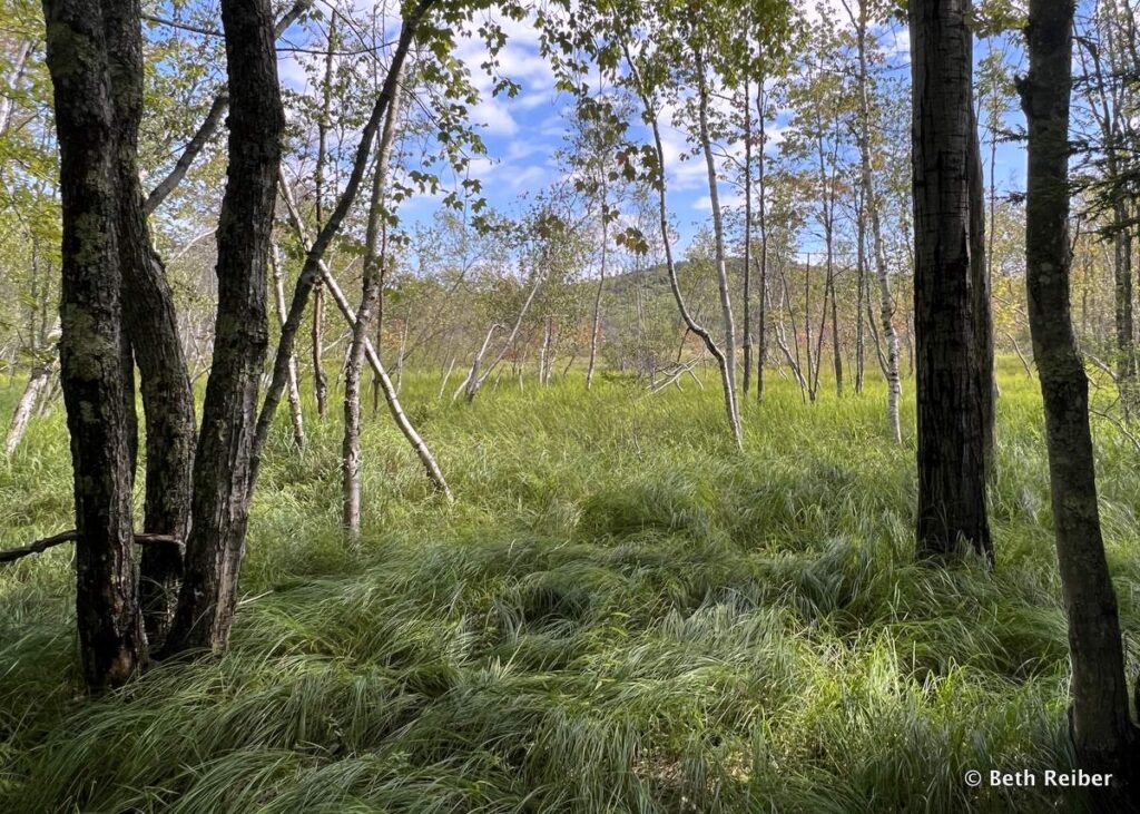 What’s Special about Acadia National Park - TravelReiber